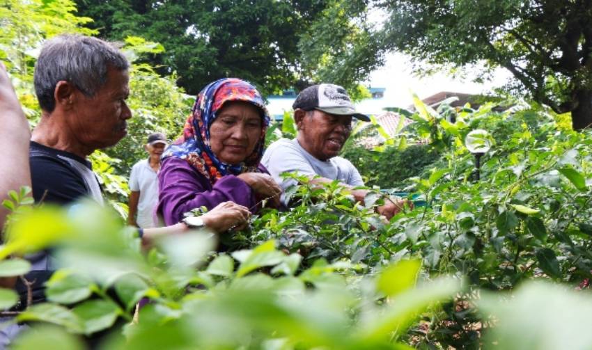 Pemberdayaan Lansia Lewat Agrowisata di Sentra Terpadu Bekasi ...